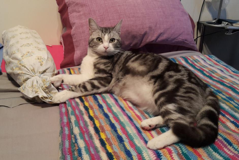 Liste des chats perdus - Alertes Disparition